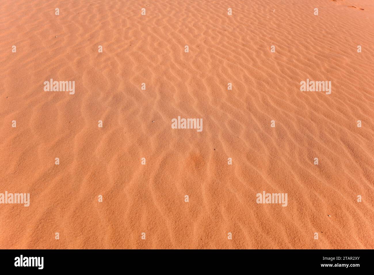 Sun shines to red desert sand, wind formed small ridges, closeup detail ...