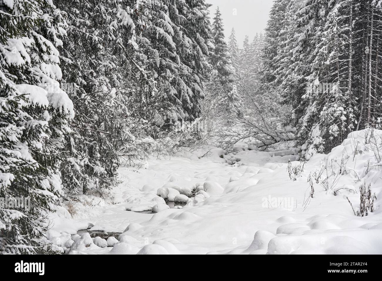 Winter landscape - small creek almost completely covered with snow, white coniferous trees both ...