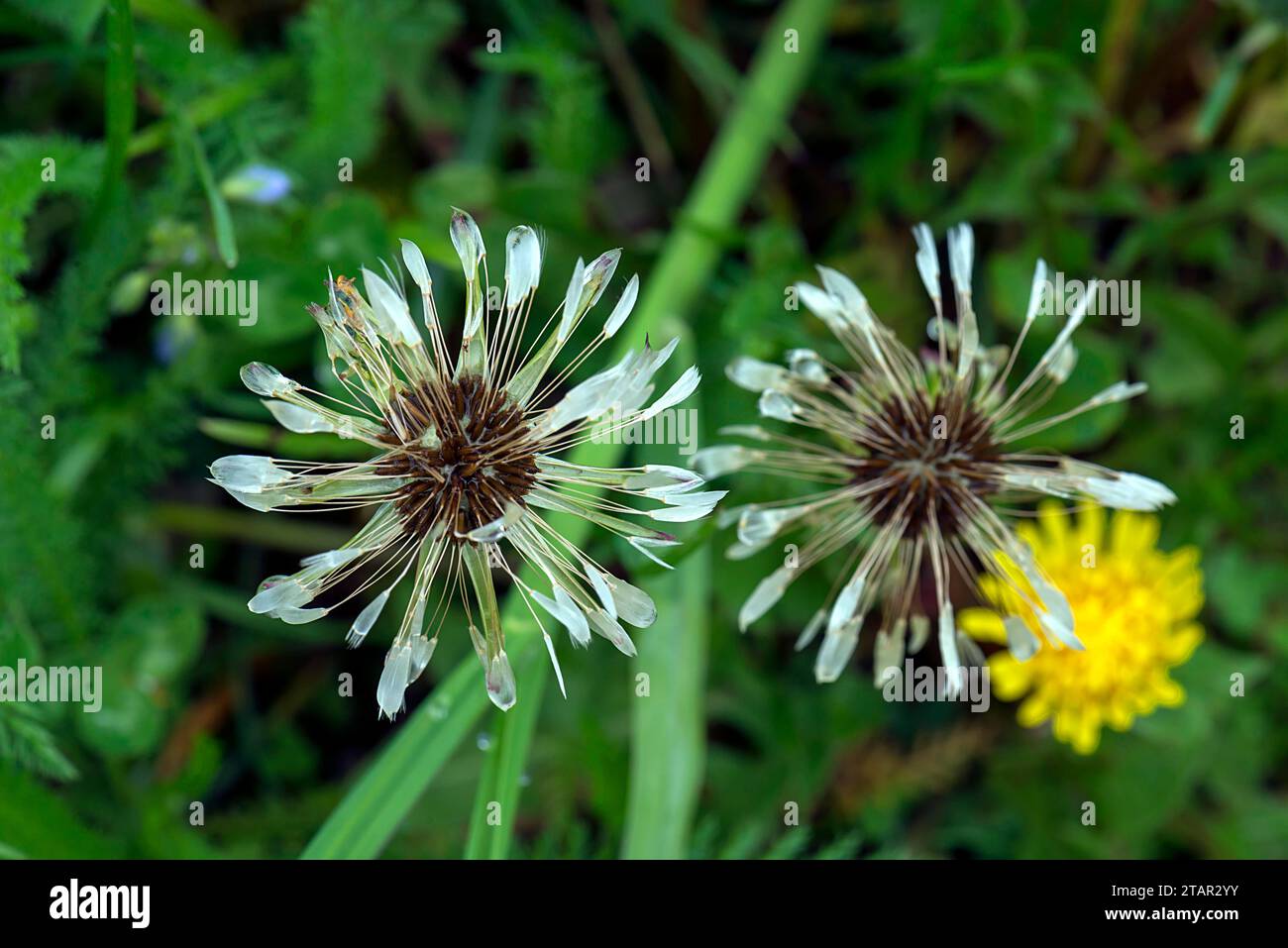 Wet faded dandelion flowers Taraxacum), Bavaria, Germany Stock Photo ...