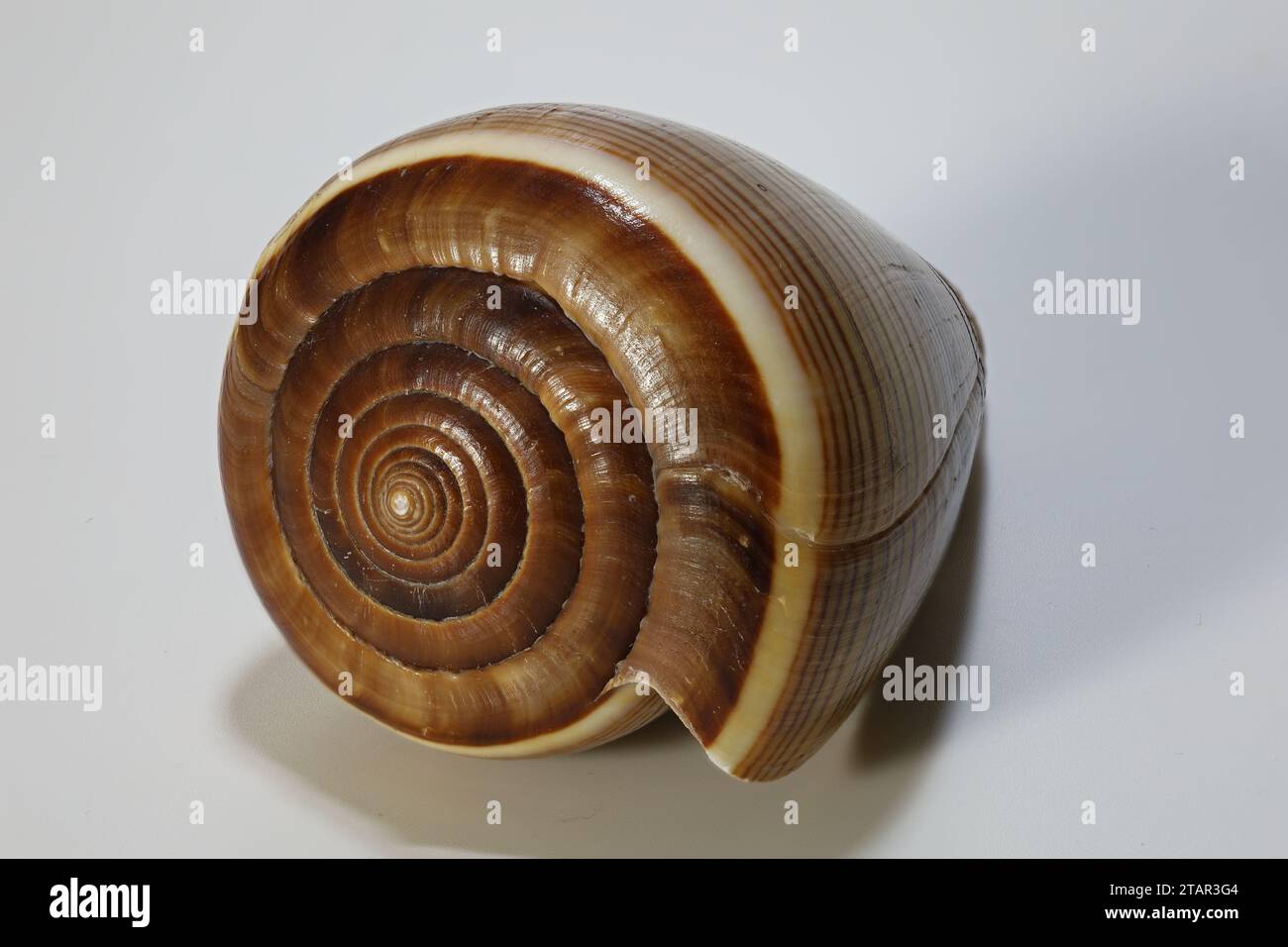 Closeup seashells Conus Figulinus with maximum depth of field Stock ...