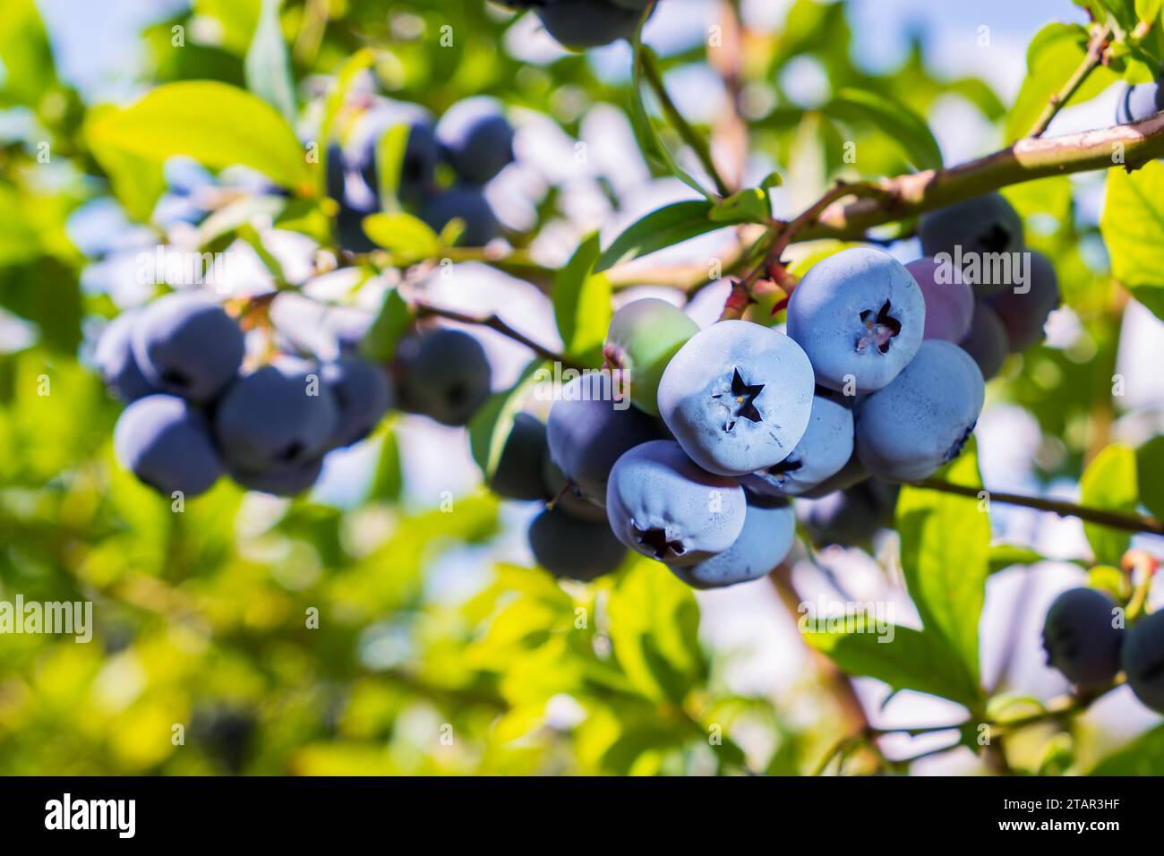 Beautiful bunch of fresh blueberries hi-res stock photography and ...