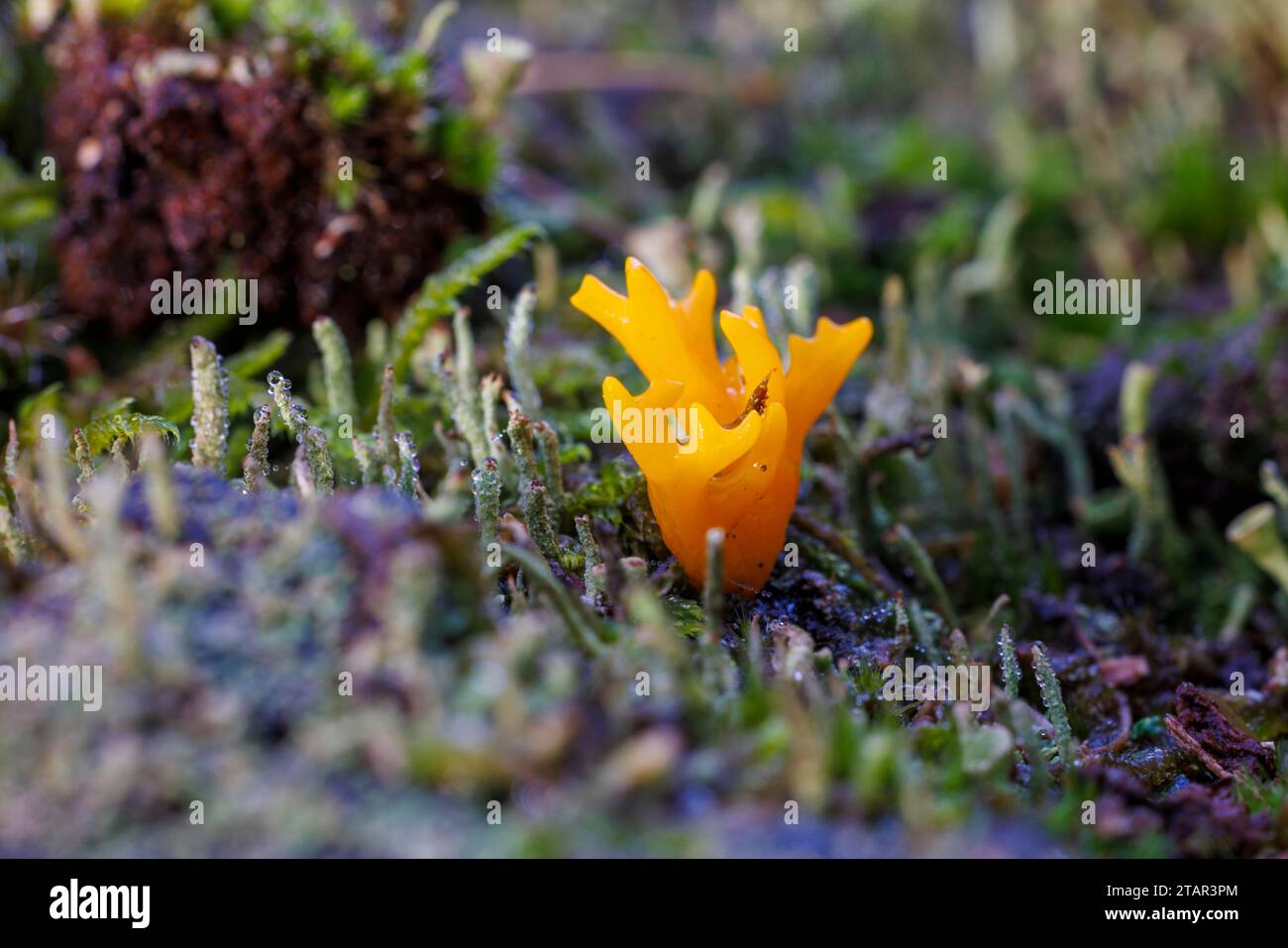 Golden yellow coral (Ramaria aurea), Germany Stock Photo - Alamy