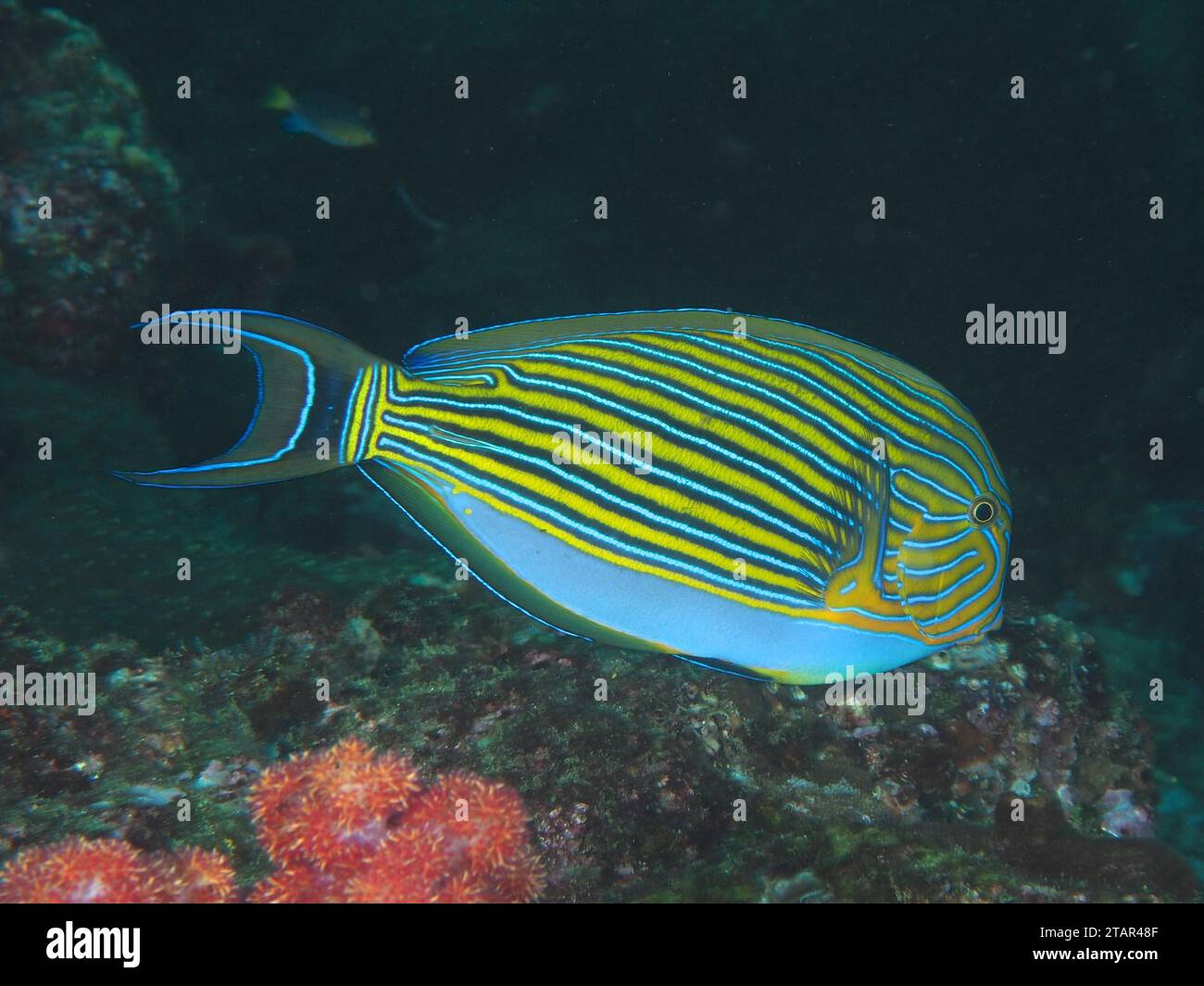 Blue-striped surgeonfish (Acanthurus lineatus), dive site Sodwana Bay ...