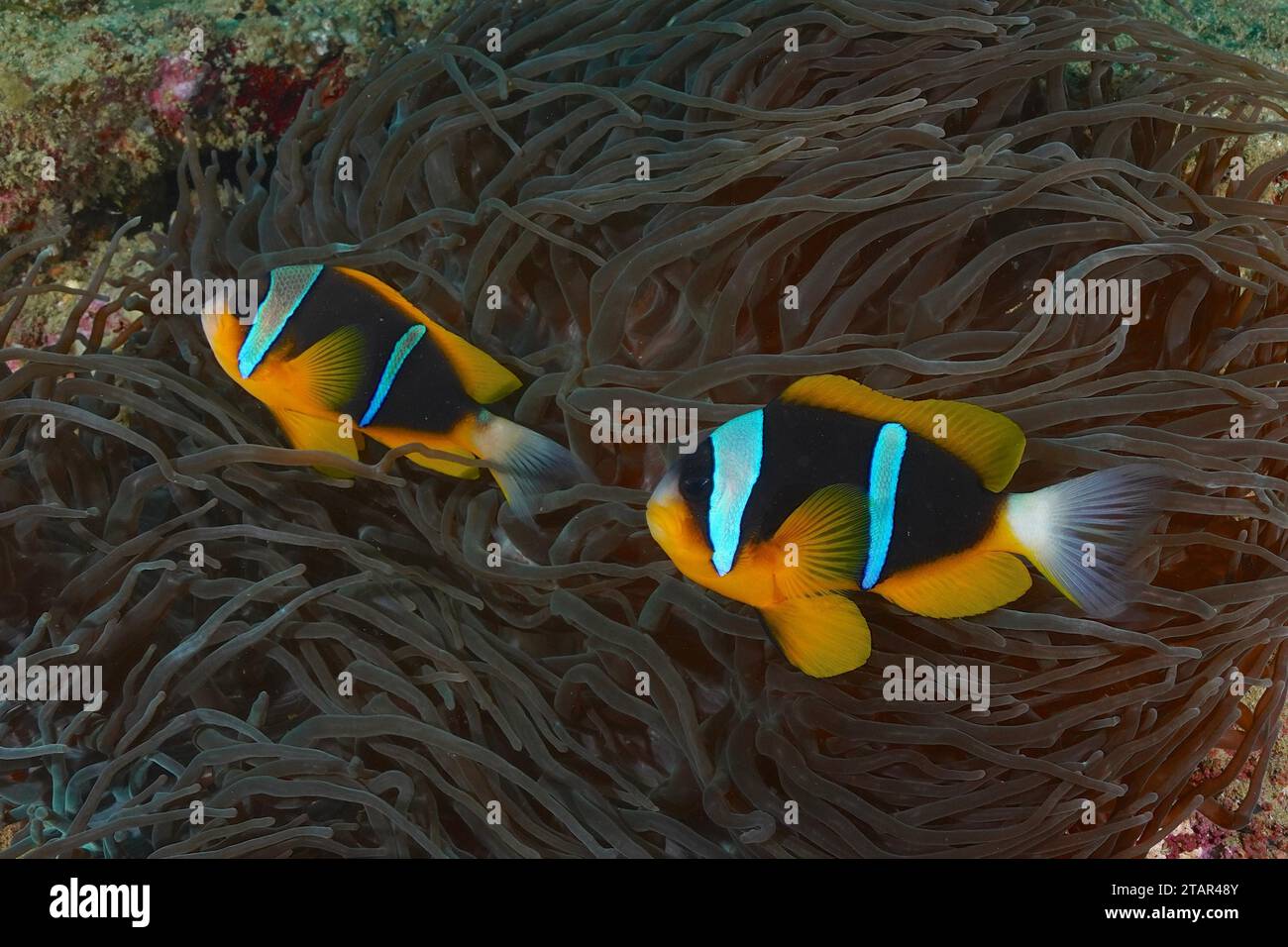 Pair of allard's clownfish (Amphiprion allardi) in their sea anemone ...