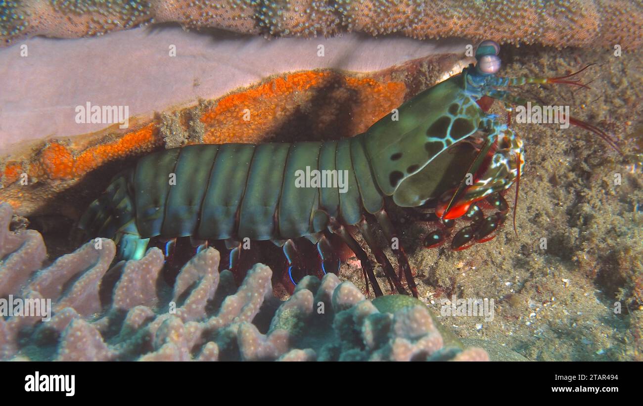 Peacock mantis shrimp (Odontodactylus scyllarus), Sodwana Bay National ...