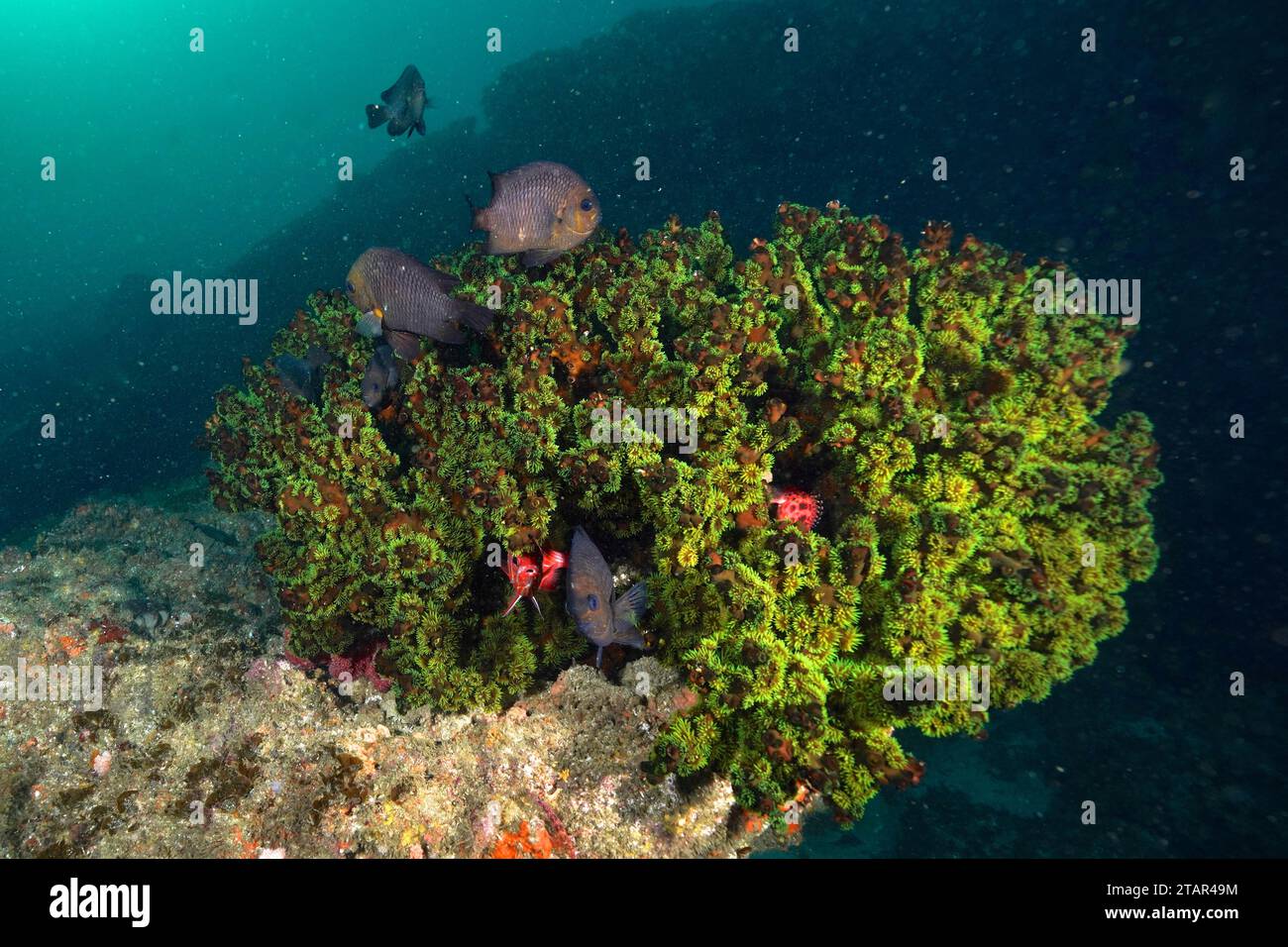 Green tree coral (Tubastrea micranthus) and diademhusar (Sargocentron ...