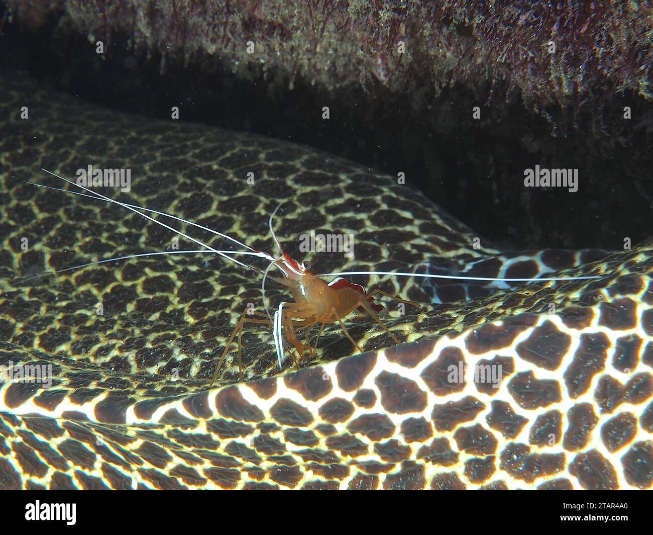 Pacific cleaner shrimp (Lysmata amboinensis) on laced moray ...