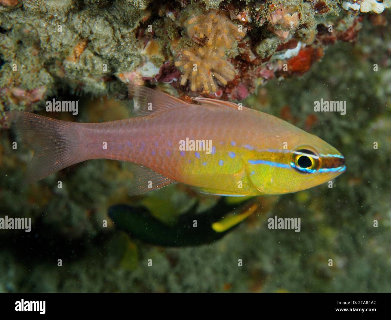 Yellow-bellied cardinalfish (Ostorhinchus apogonoides), dive site ...