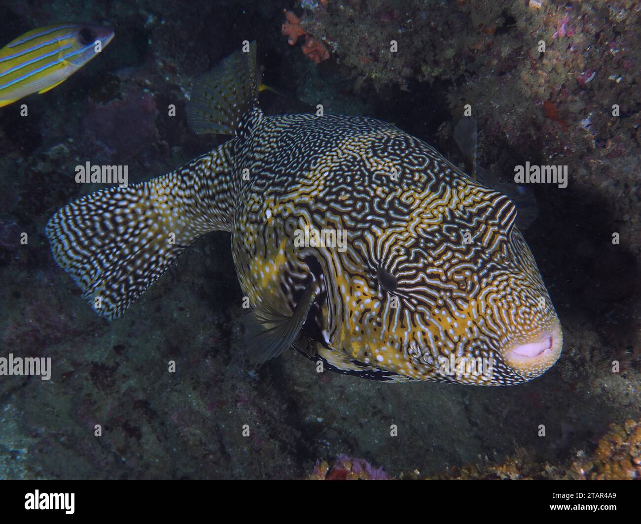 Map puffer (Arothron mappa), Sodwana Bay dive site, Maputaland Marine ...