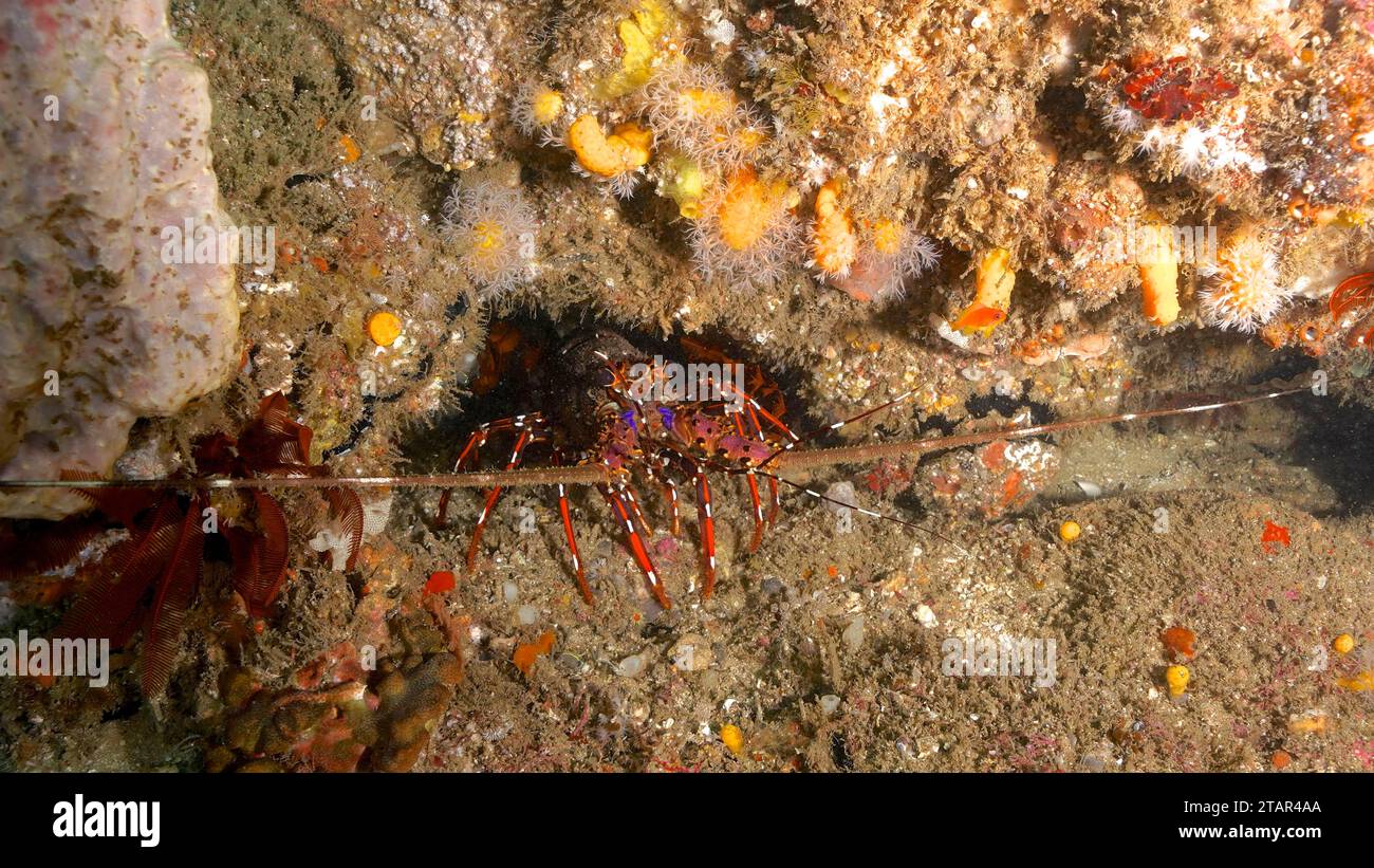 Long legged spiny lobster hi-res stock photography and images - Alamy