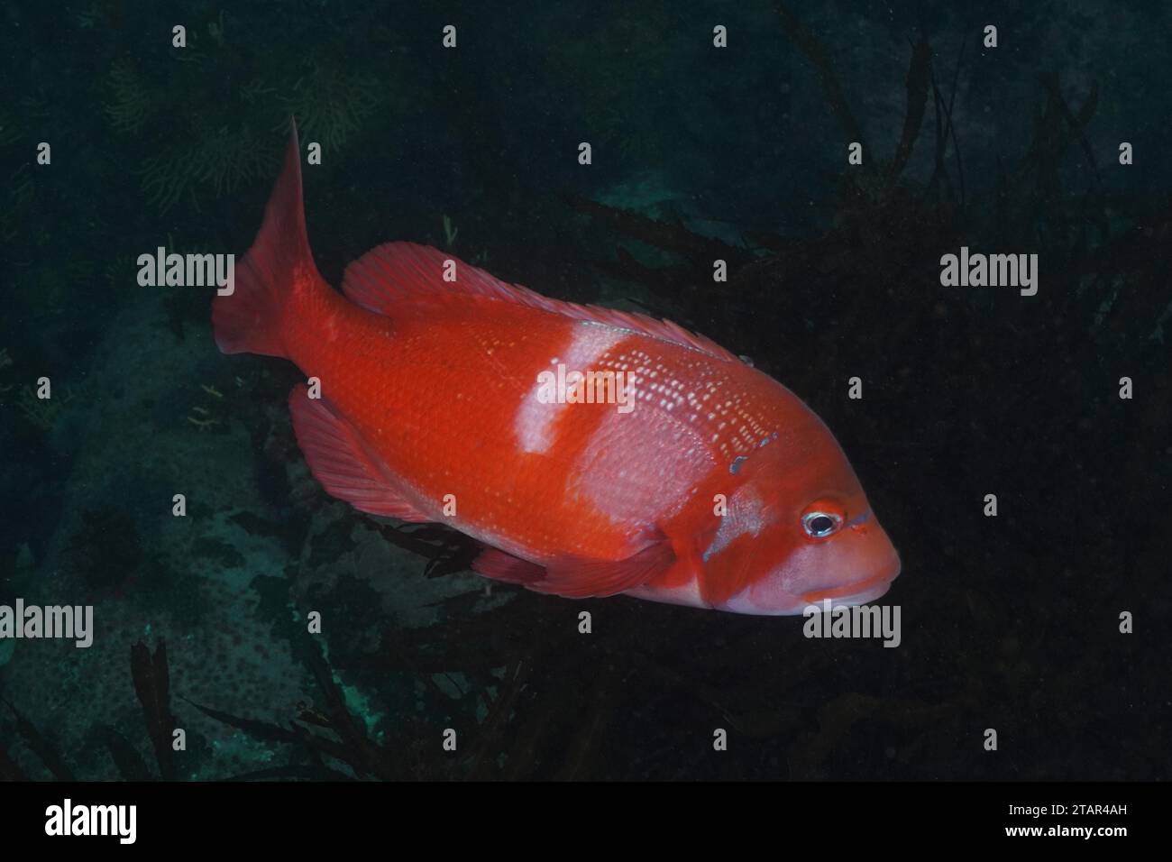 Red sea bream (Chrysoblephus laticeps), False Bay dive site, Cape of ...