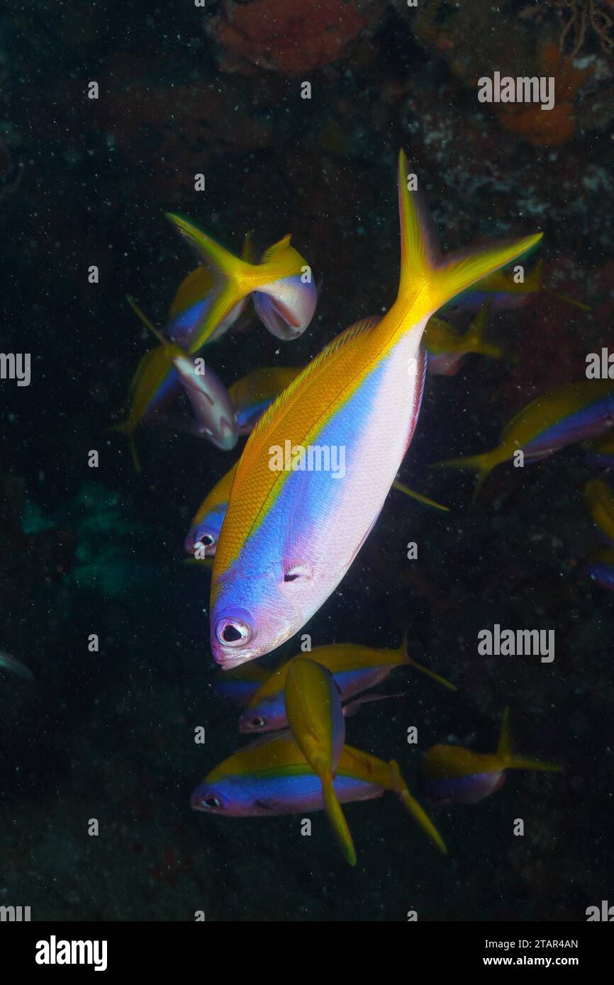 Yellowback Fusilier (Caesio xanthonota), dive site Sodwana Bay National ...