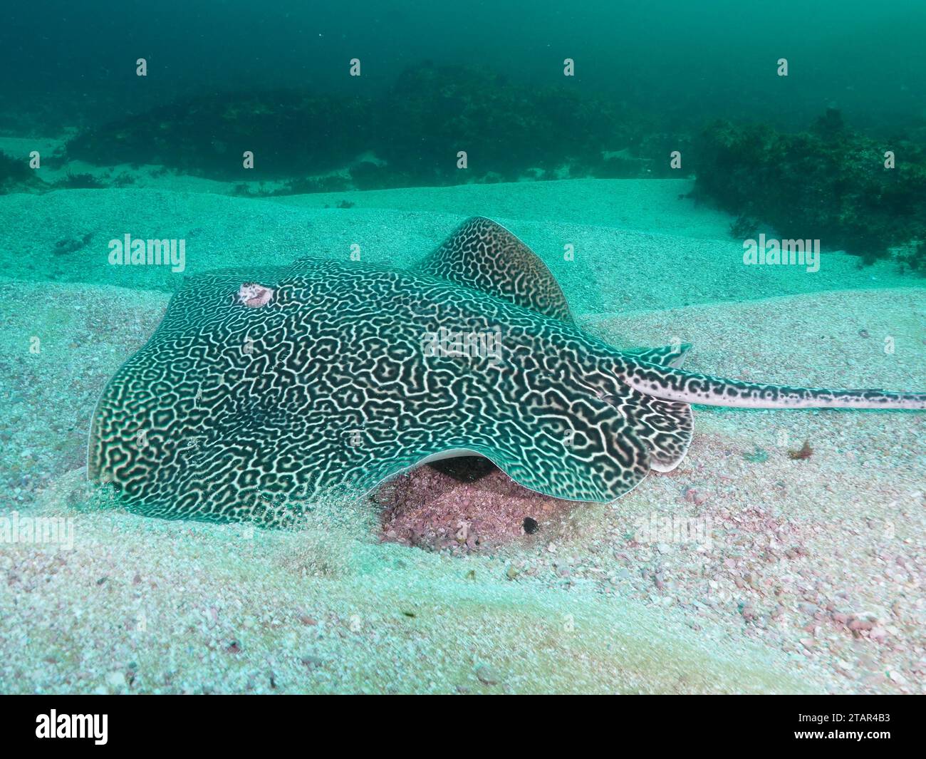 Indo-Pacific stingray (Himantura undulata), dive site Aliwal Shoal ...