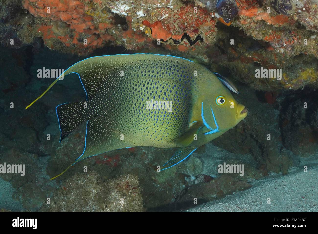 Koran angelfish (Pomacanthus semicirculatus) and cleaner wrasse, dive ...
