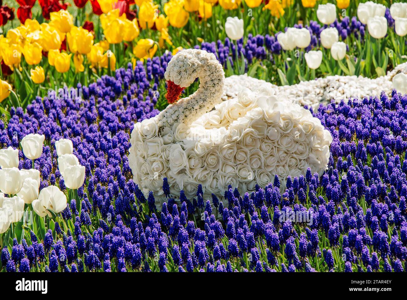 Swan figure made of flowers in the spring flower garden Stock Photo - Alamy