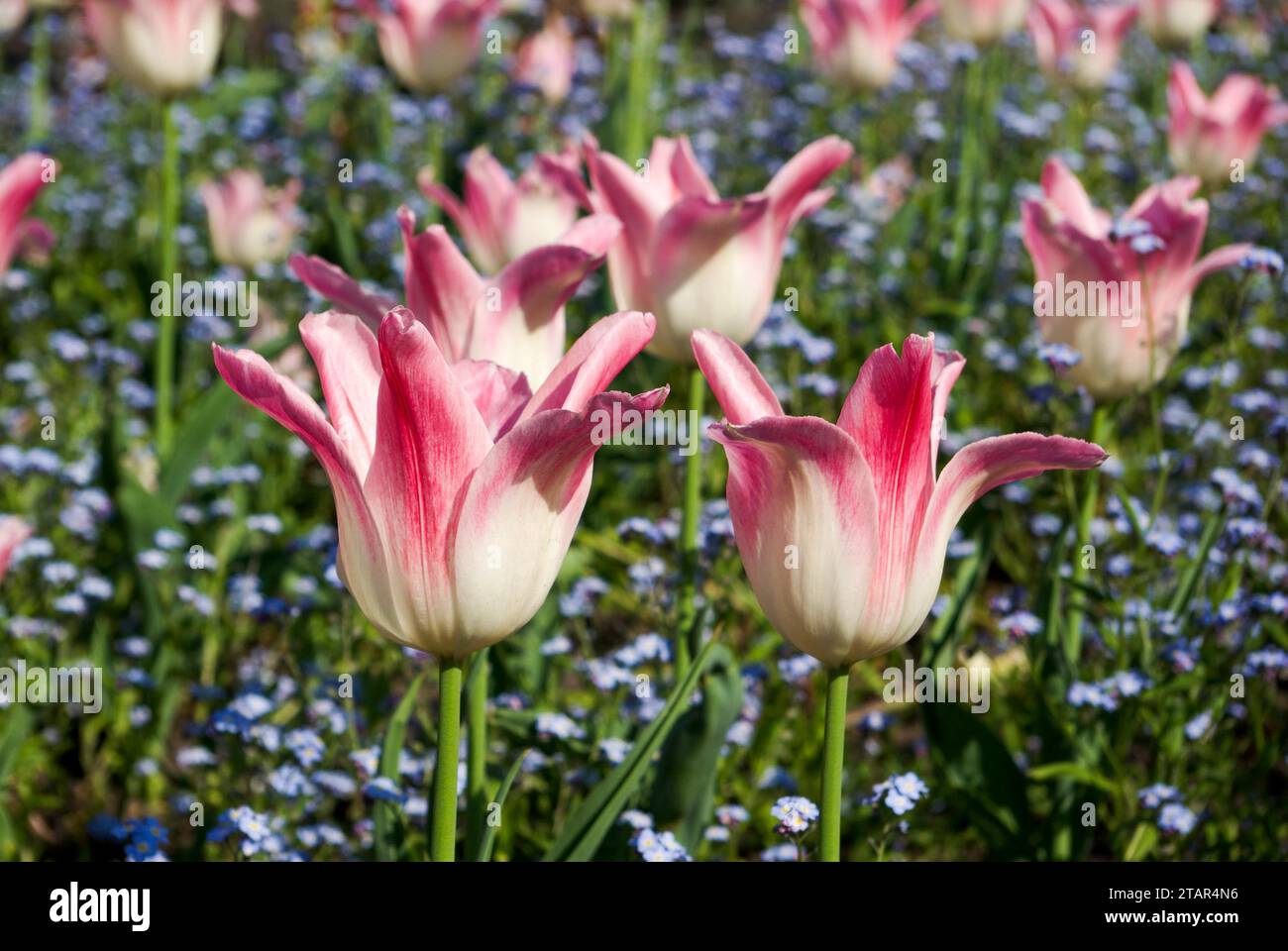 Beautiful fresh tulips in nature in the spring time Stock Photo - Alamy