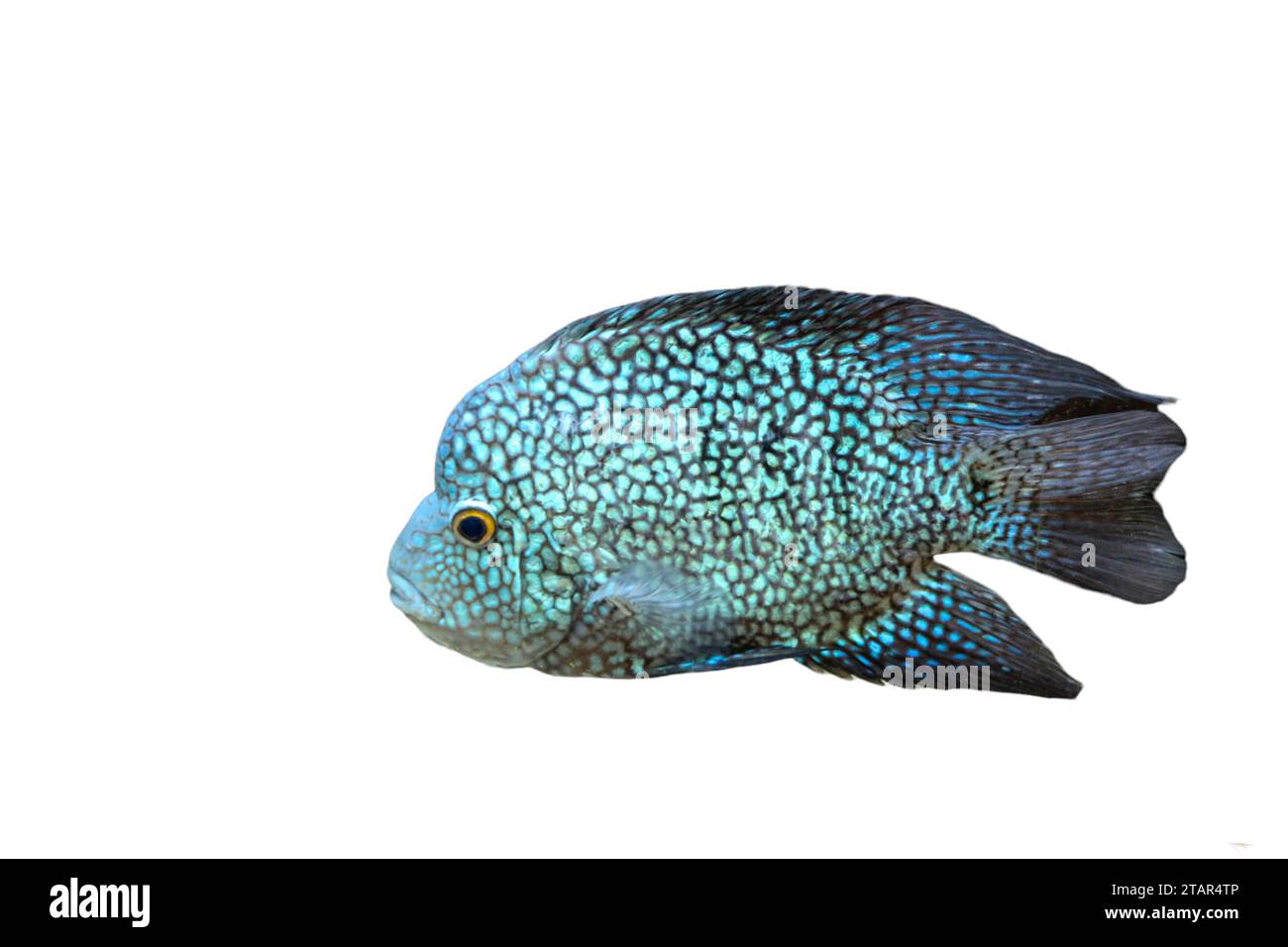 Colorful fish of sea aquarium isolated on white background Stock Photo ...