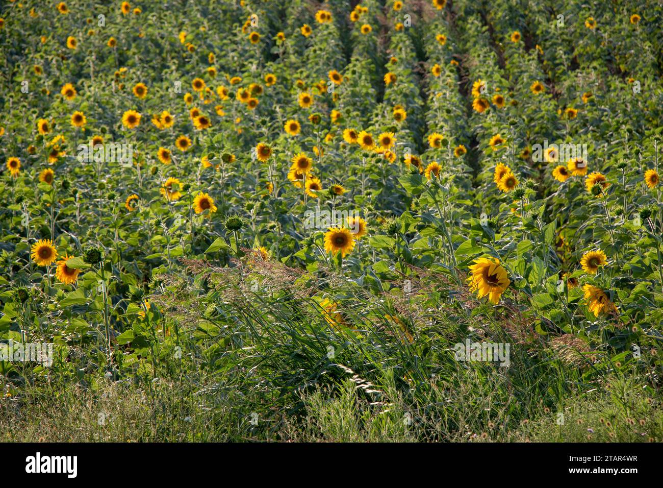 Sunflower field landscape hi-res stock photography and images - Alamy