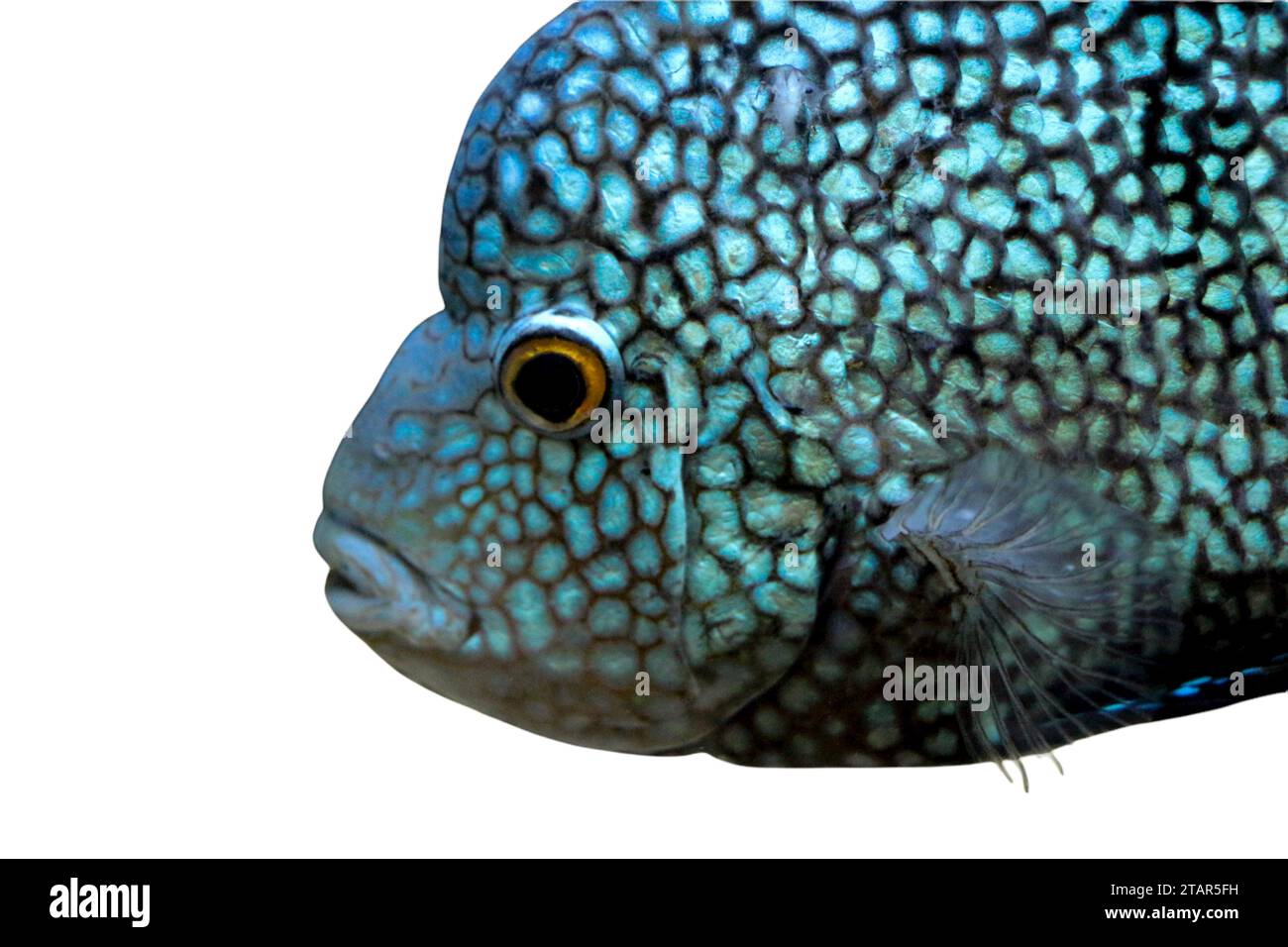 Colorful fish of sea aquarium isolated on white background Stock Photo ...