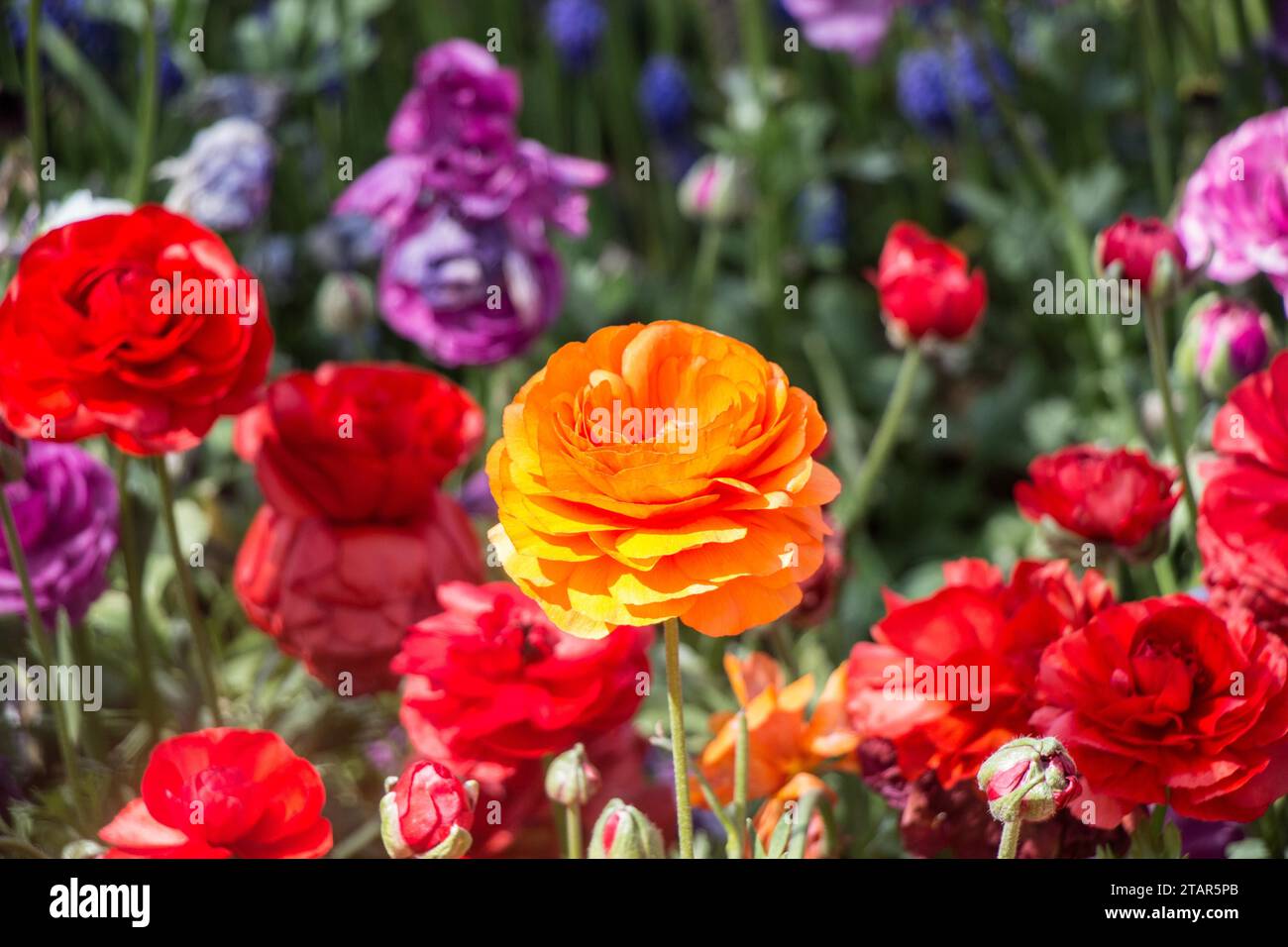 Colorful tulip flowers bloom in the spring garden Stock Photo - Alamy