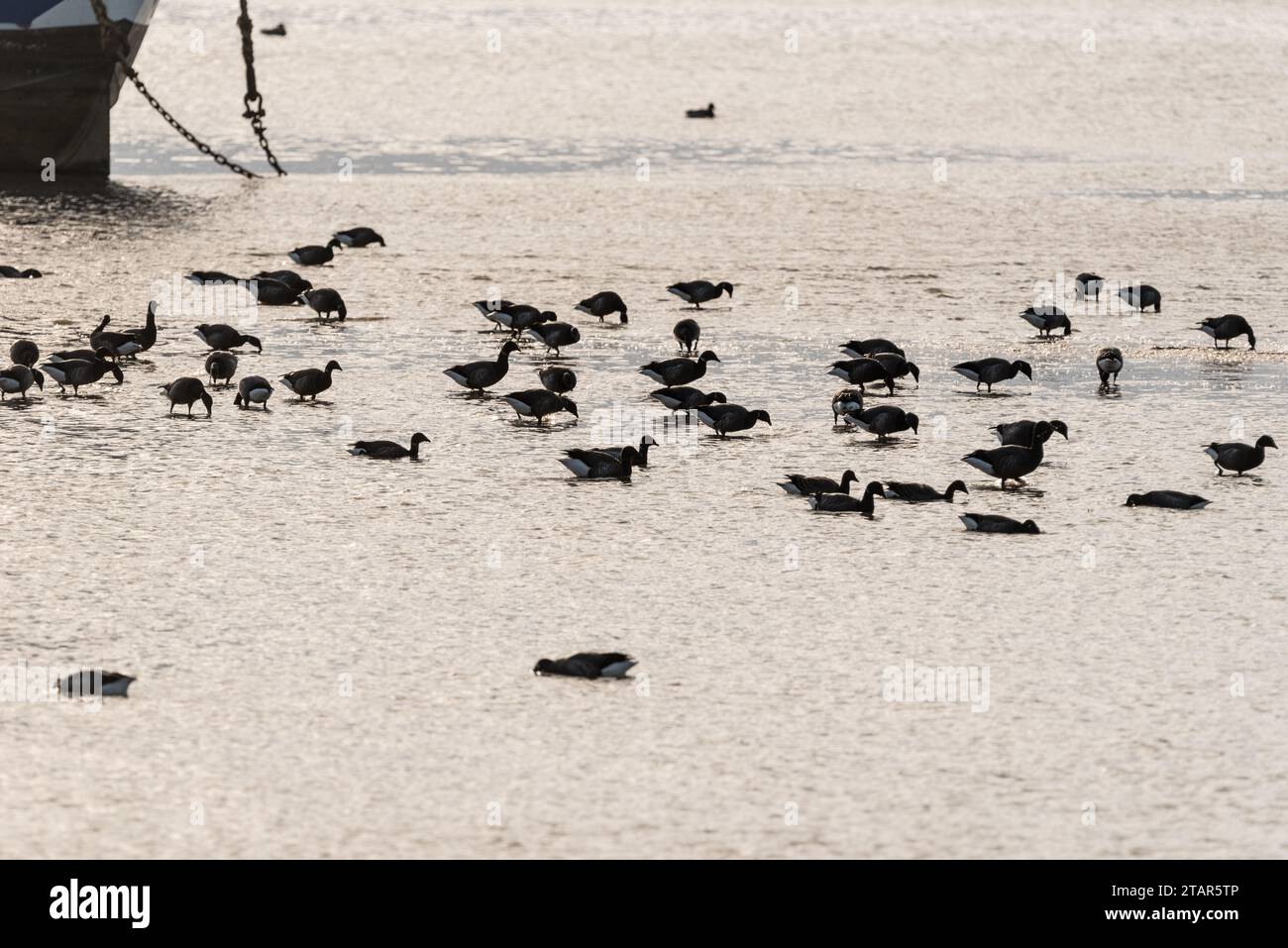 Foraging Brent Geese (Branta bernicla) at Leigh on Sea, Essex Stock ...
