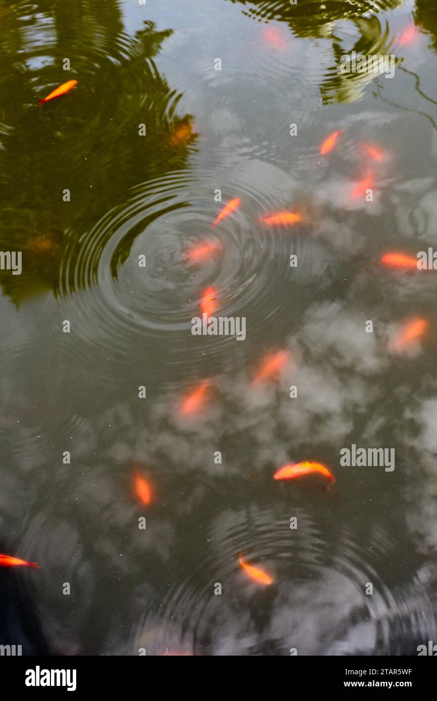 Beautiful fish underwater hi-res stock photography and images - Alamy