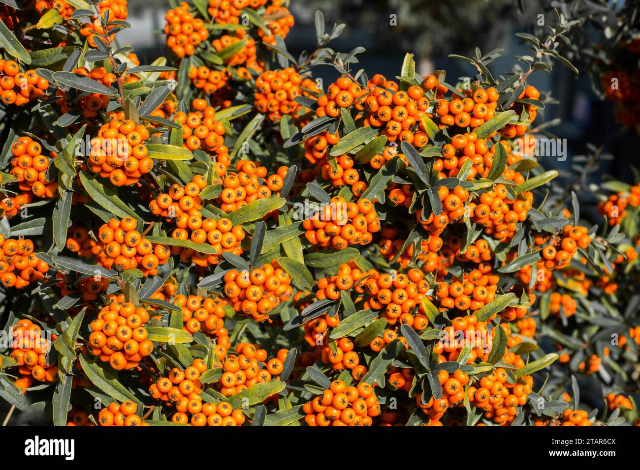 Fruit and nature hi-res stock photography and images - Alamy