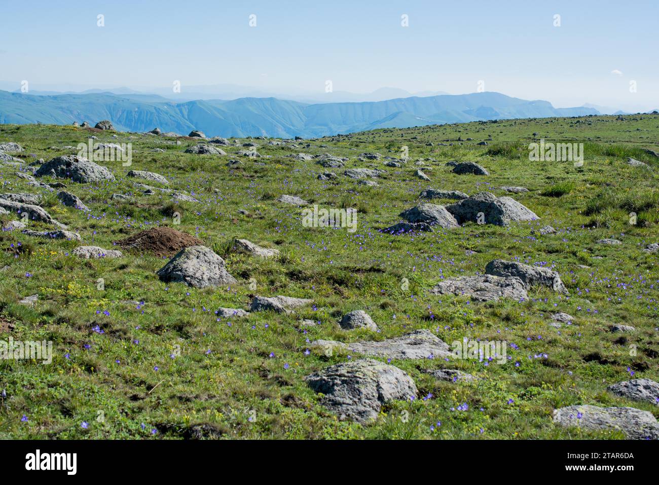 Wild grass on highland meadow in the summer time in Artvin in Turkey ...