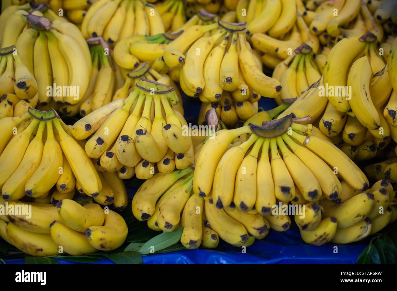 Bunch of yellow bananas fruit at market Stock Photo - Alamy