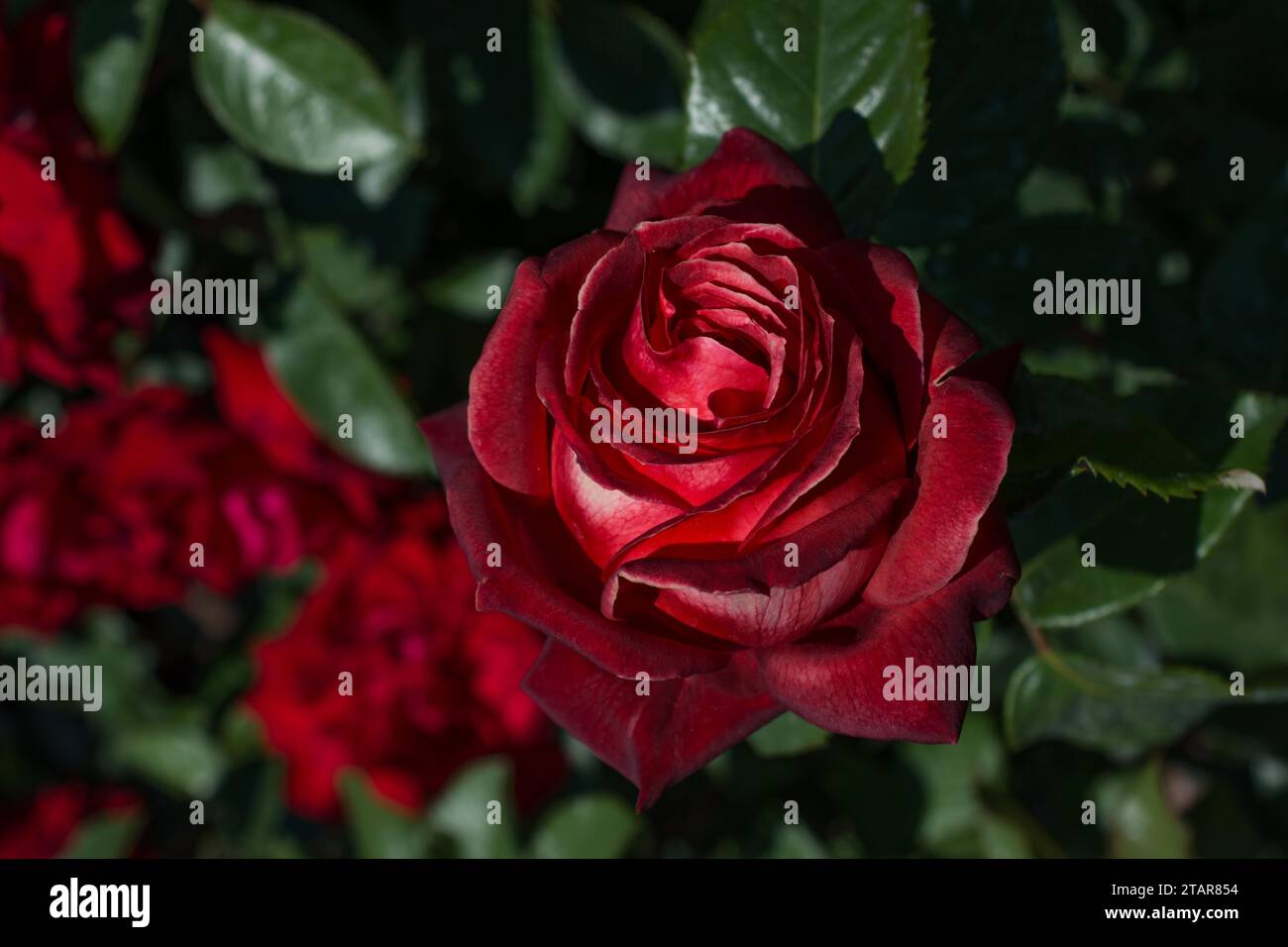 Beautiful colorful Rose Flower on garden background Stock Photo - Alamy