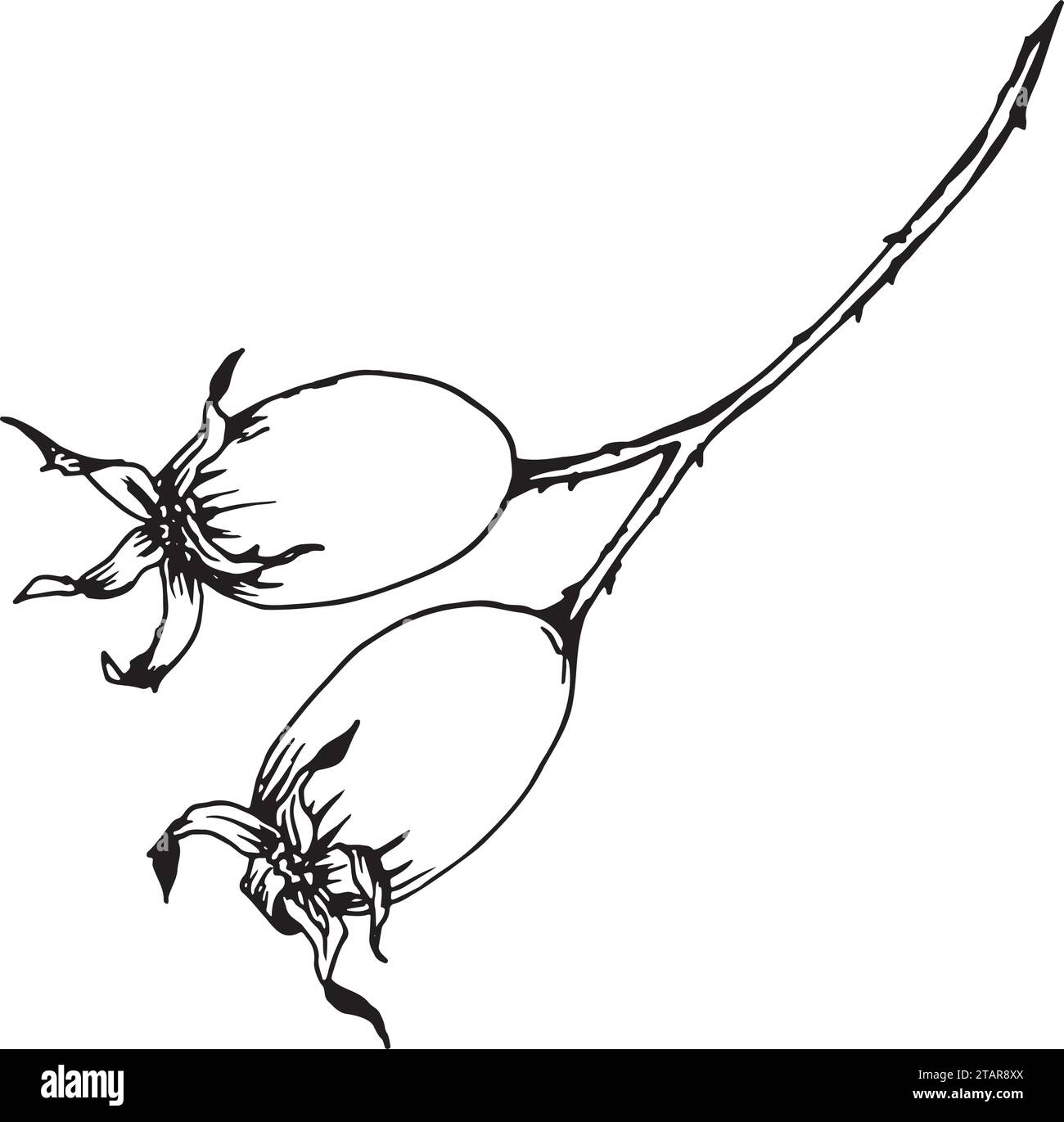 Graphic illustration of rosehip. Vector monochrome clip art of Wild ...