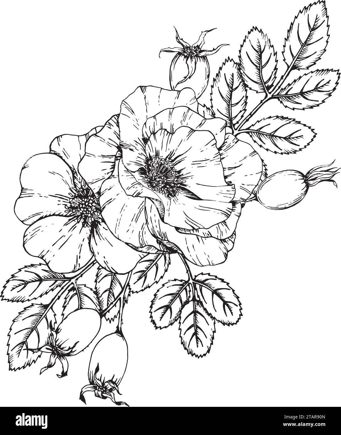 Graphic illustration of rosehip. Vector monochrome clip art of Wild ...