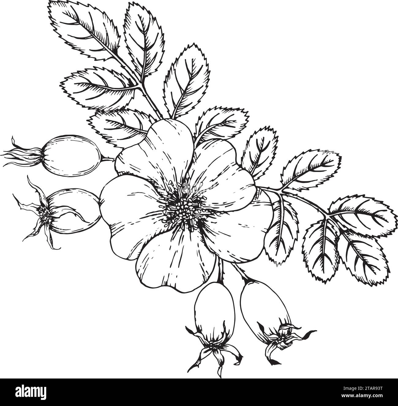 Graphic illustration of rosehip. Vector monochrome clip art of Wild ...