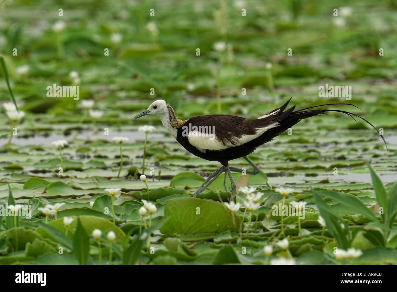 A Pheasant-tailed jacana perambulating through a meadow of water lilies ...