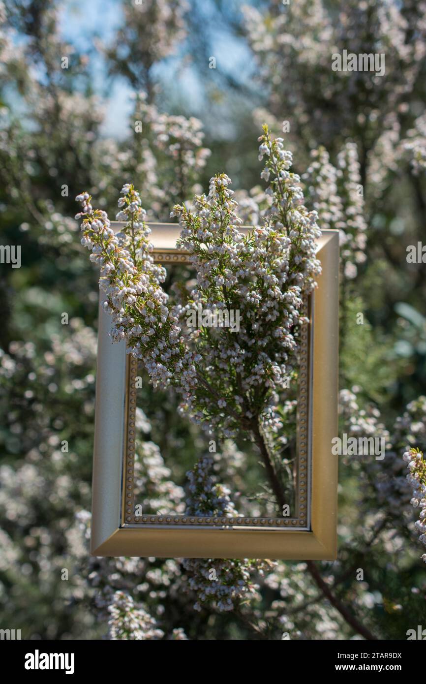 Tree bloom blossom beautiful flowers in spring season Stock Photo - Alamy