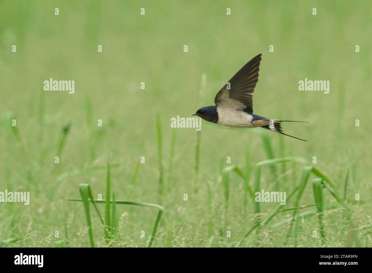 An image of a swallow soaring through a sunny sky, its wings adorned ...