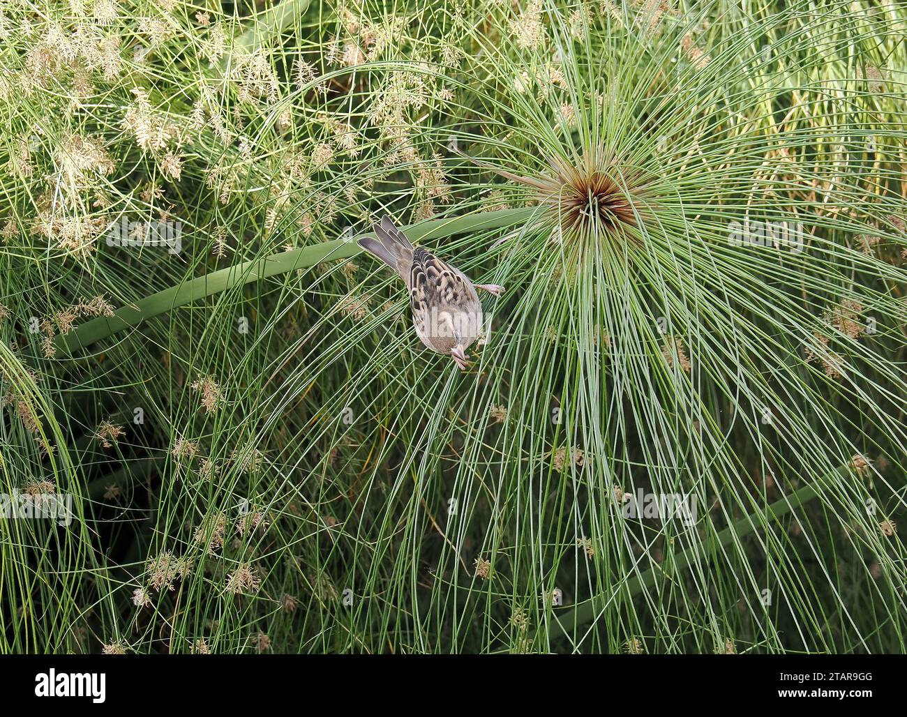 Dead Sea sparrow, Moabsperling, Moineau de la mer Morte, Passer ...