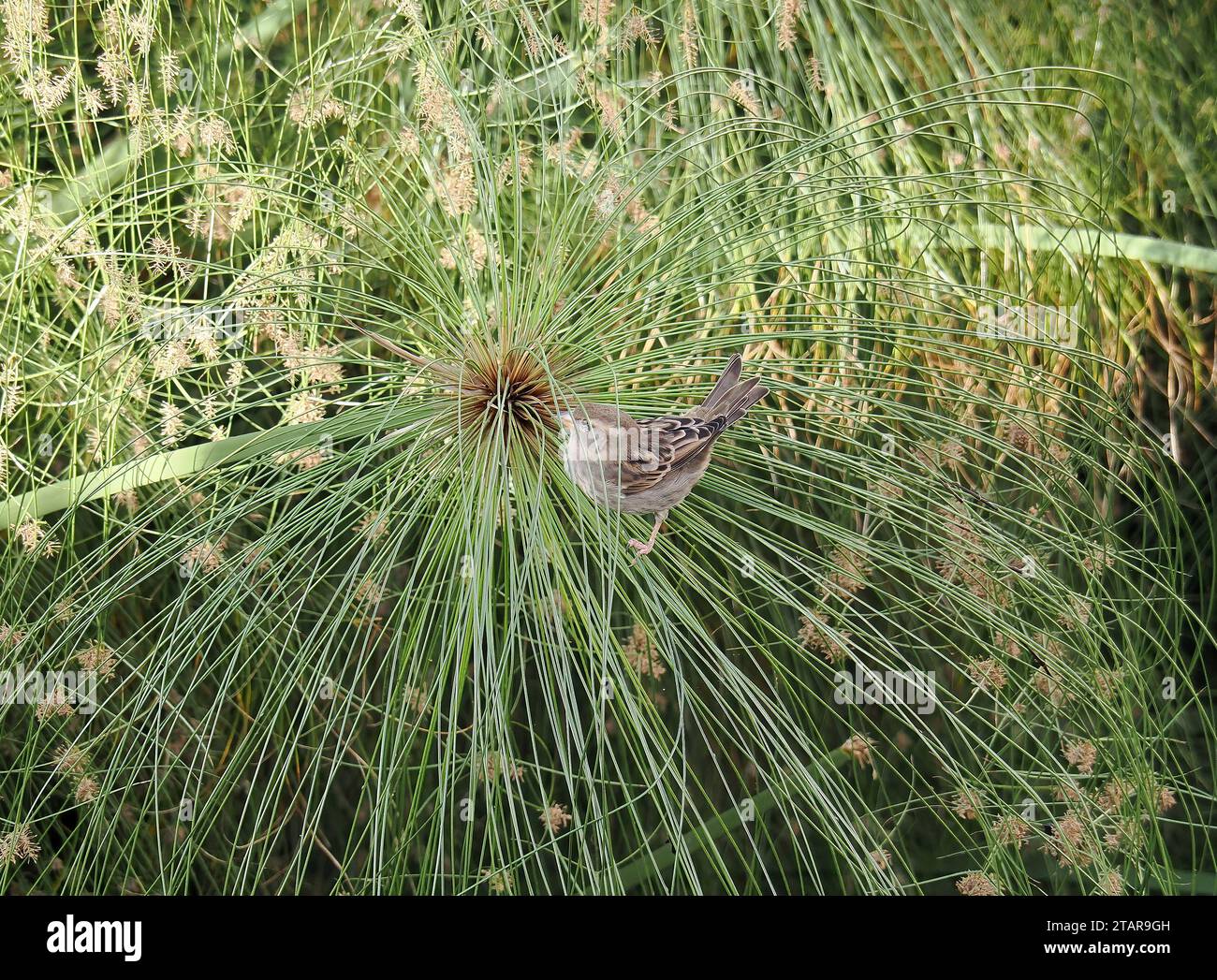 Dead Sea sparrow, Moabsperling, Moineau de la mer Morte, Passer ...