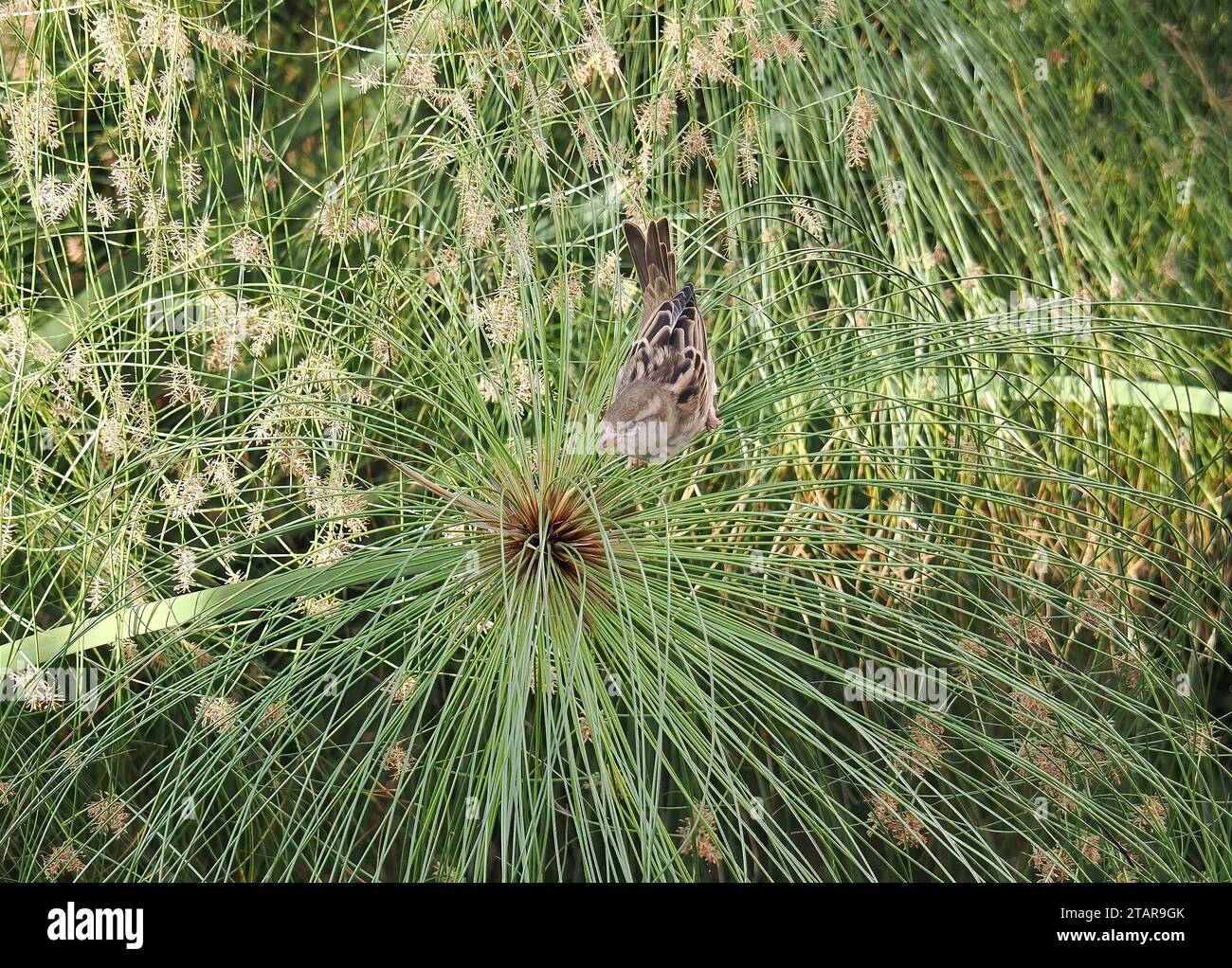 Aves de sicilia hi-res stock photography and images - Alamy