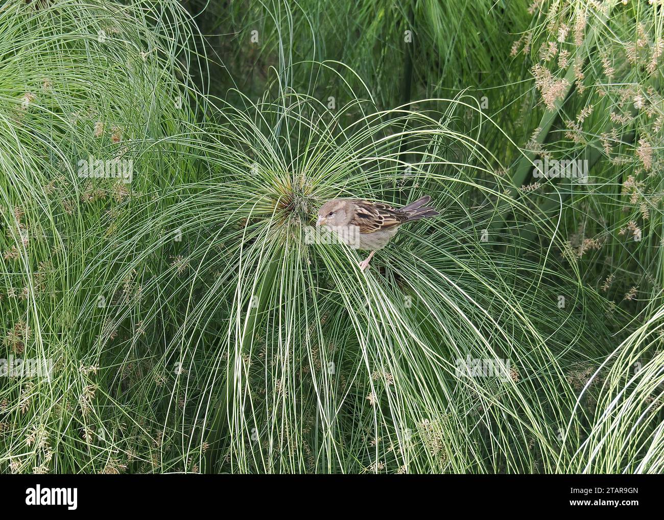 Aves de sicilia hi-res stock photography and images - Alamy