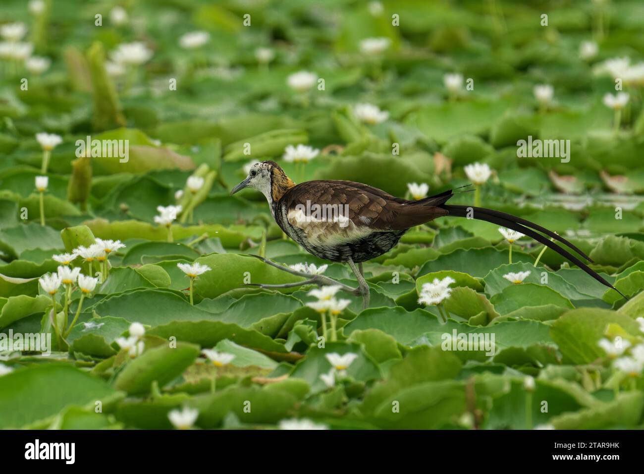 A pheasant-tailed jacana perched atop a lush field of leaf-covered ...