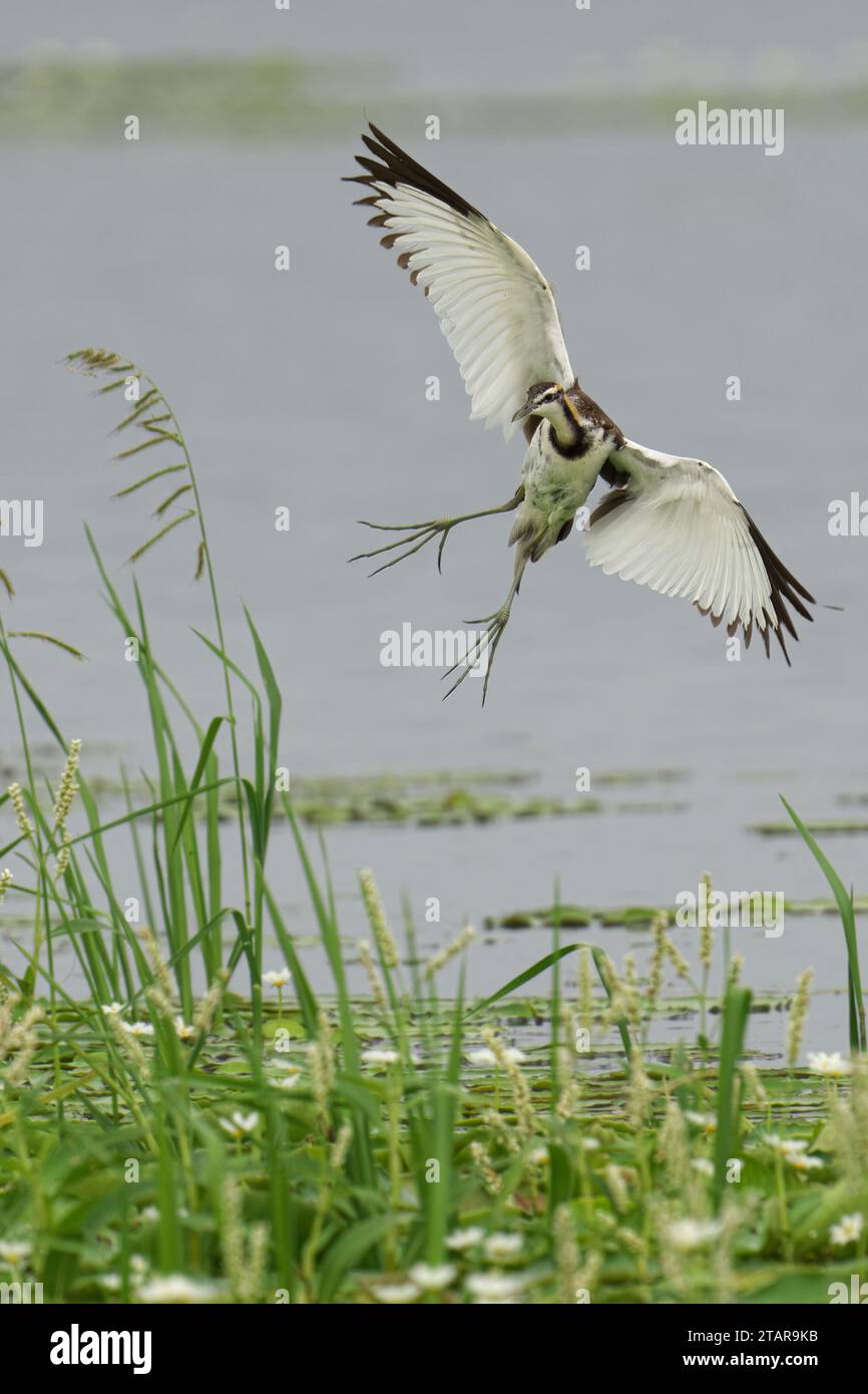 A Pheasant-tailed jacana flying through the air with wings outstretched ...
