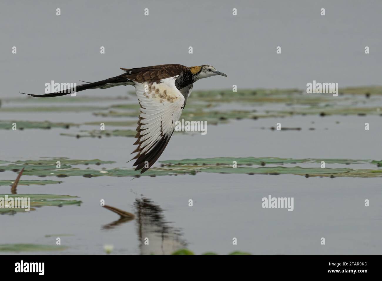 A Pheasant-tailed jacana soaring through an aquatic environment ...