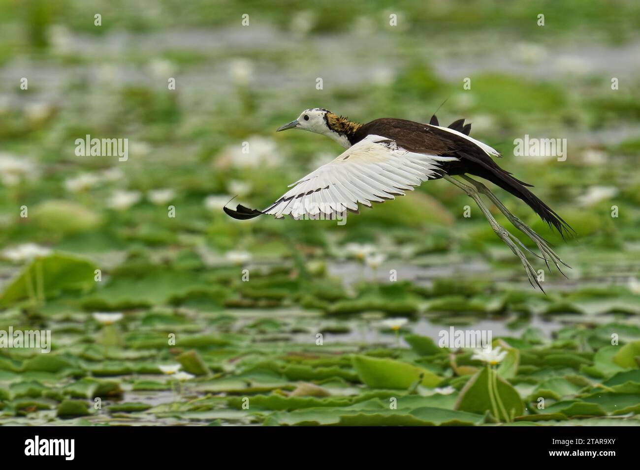 A pheasant-tailed jacana in mid-flight soaring above a tranquil lake ...