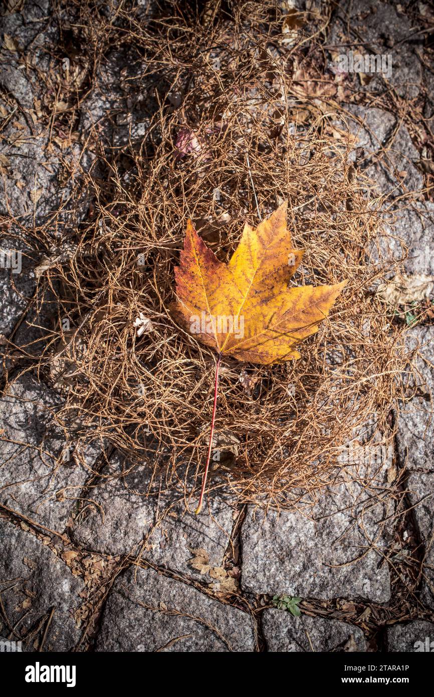 Dry tree leaf as an Autumn background Stock Photo - Alamy