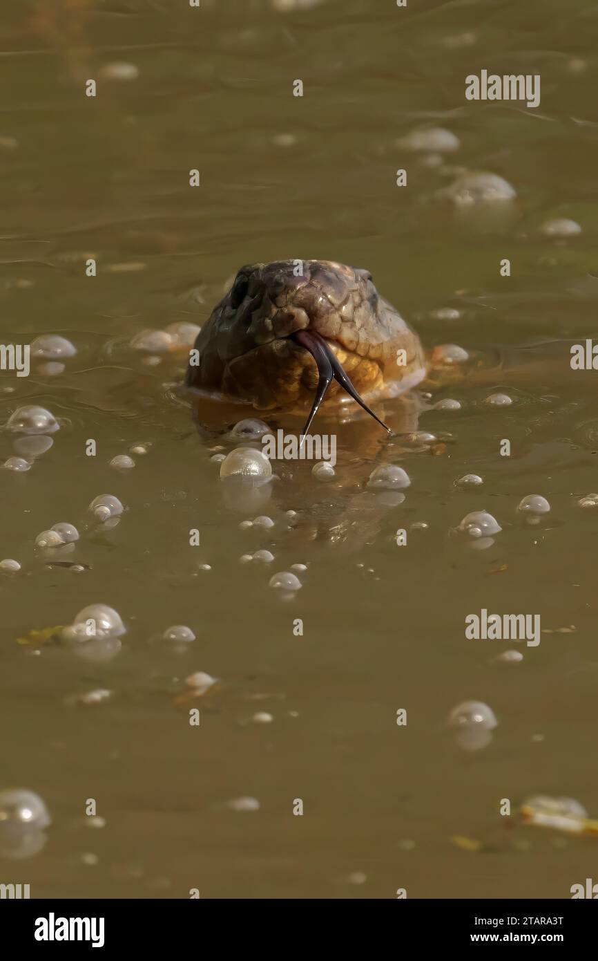 A monocellate cobra lying suspended in a tranquil blue body of water ...