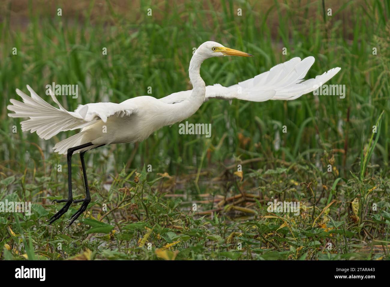 A great egret standing on the edge of a body of water, extending its ...
