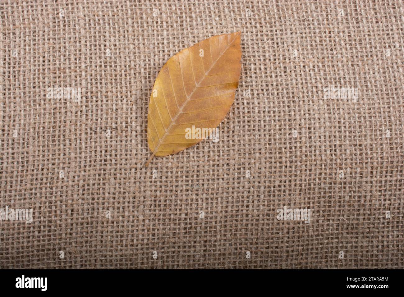 One autumn leaf hi-res stock photography and images - Alamy