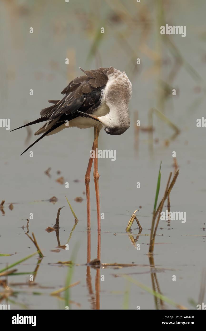 A majestic white bird standing in a tranquil body of water, gazing ...