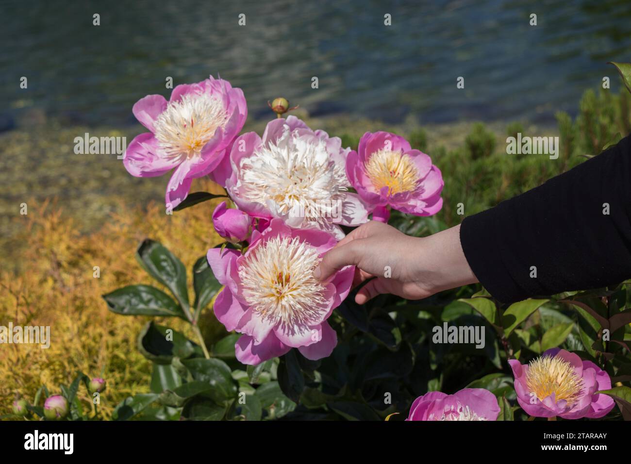 Beautiful colorful natural spring flowers in view Stock Photo - Alamy